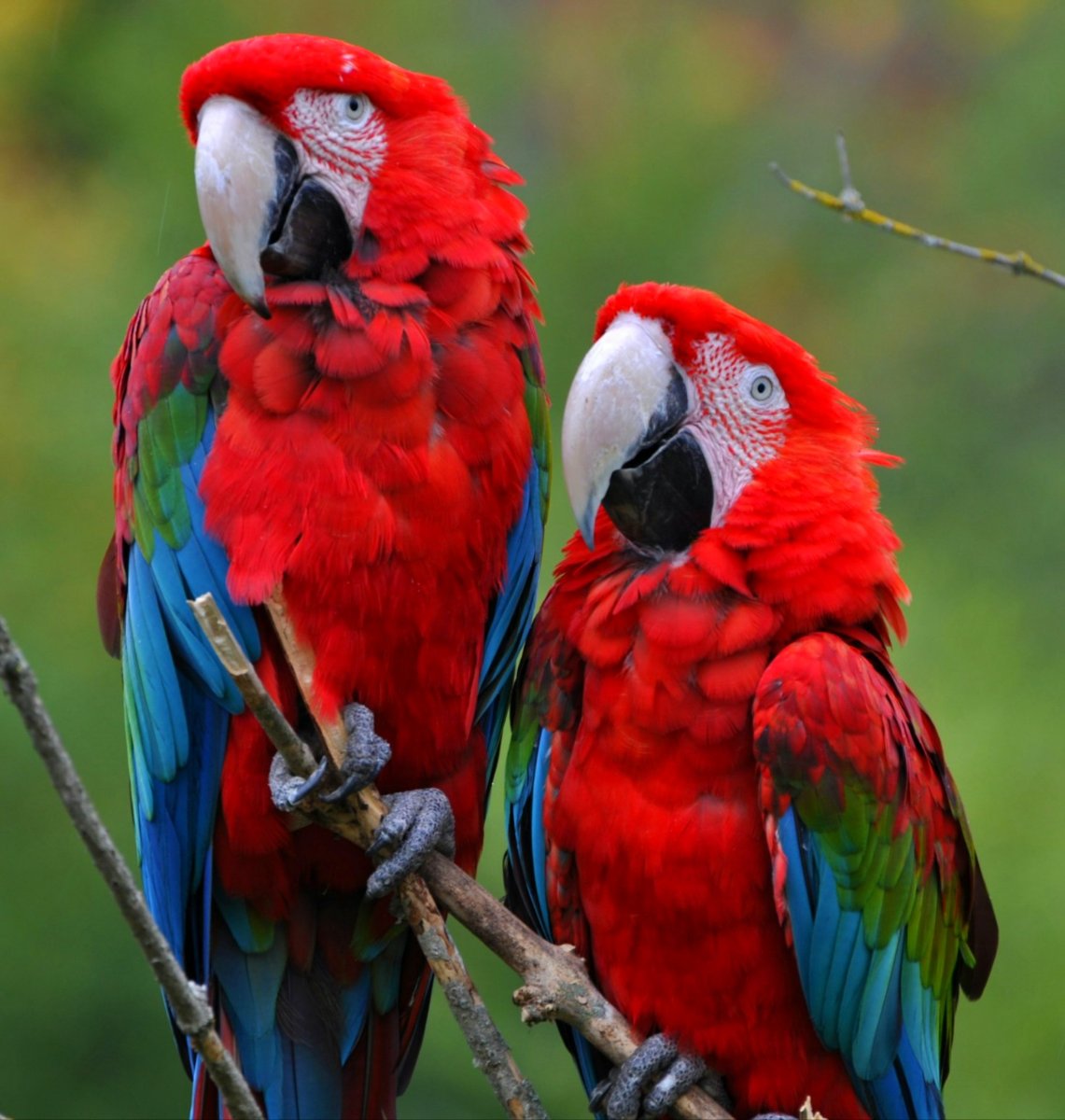 Jigsaw Puzzle | 36 pieces | parrots | Jigidi