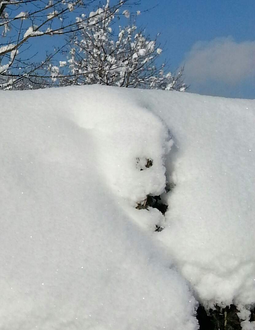 Solve Yeti? jigsaw puzzle online with 35 pieces