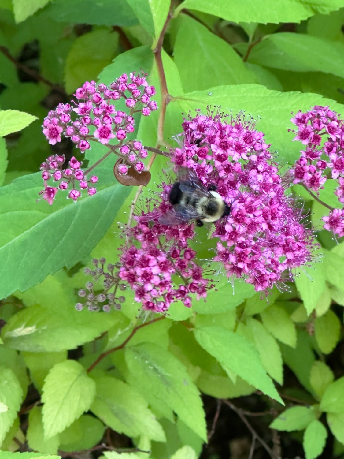 Solve Japanese spiraea with bumblebee jigsaw puzzle online with 63 pieces