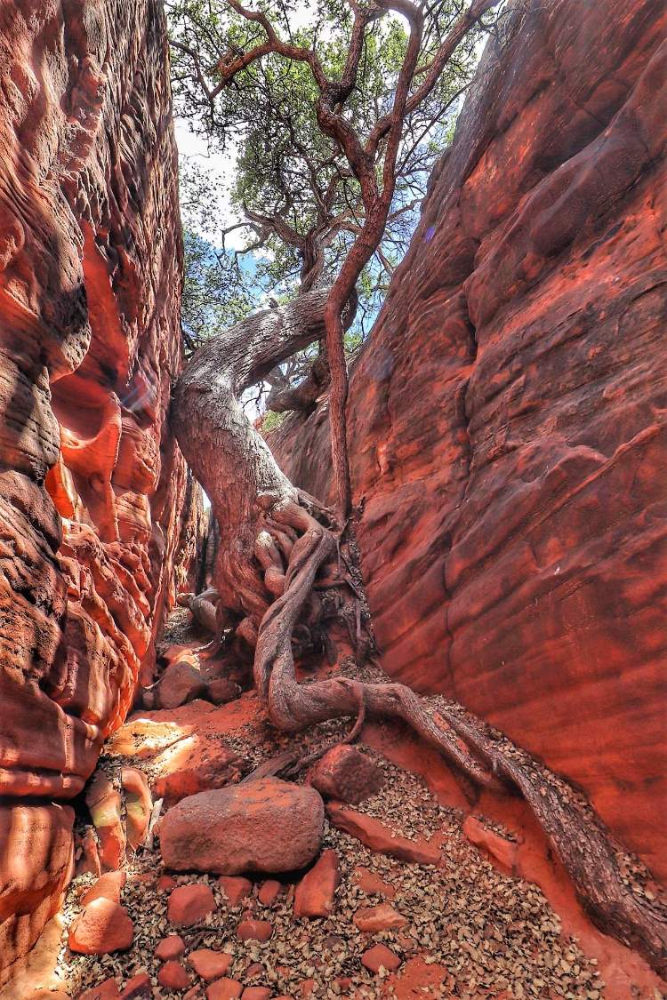Solve Tree growing in a slot canyon. St. George, UT jigsaw puzzle ...