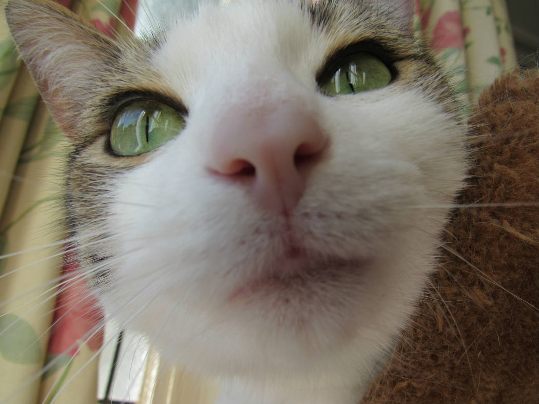 Solve Willow - Hello, would you like a little kiss? ♥ jigsaw puzzle ...