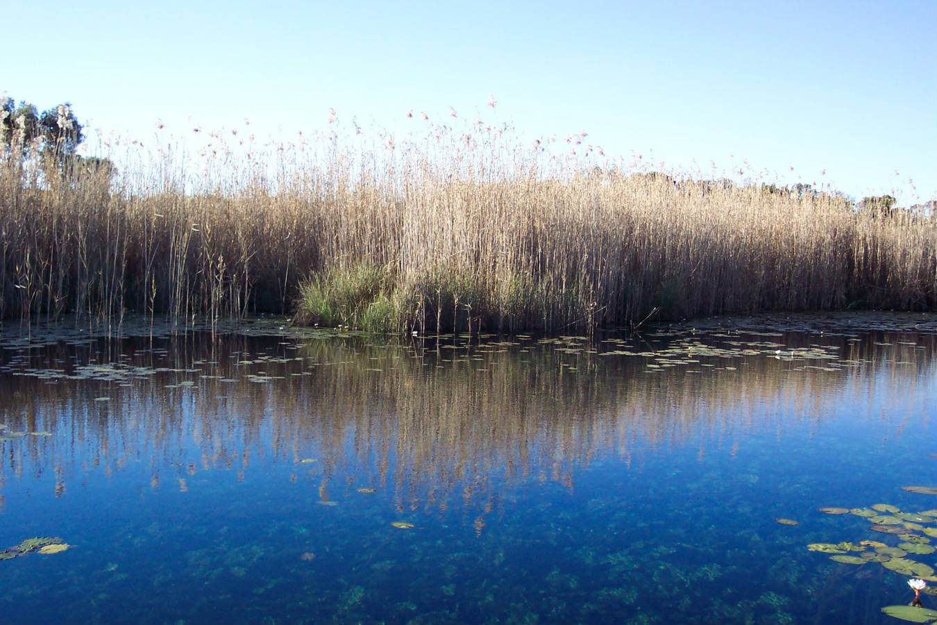 Solve Eye of Marico jigsaw puzzle online with 126 pieces