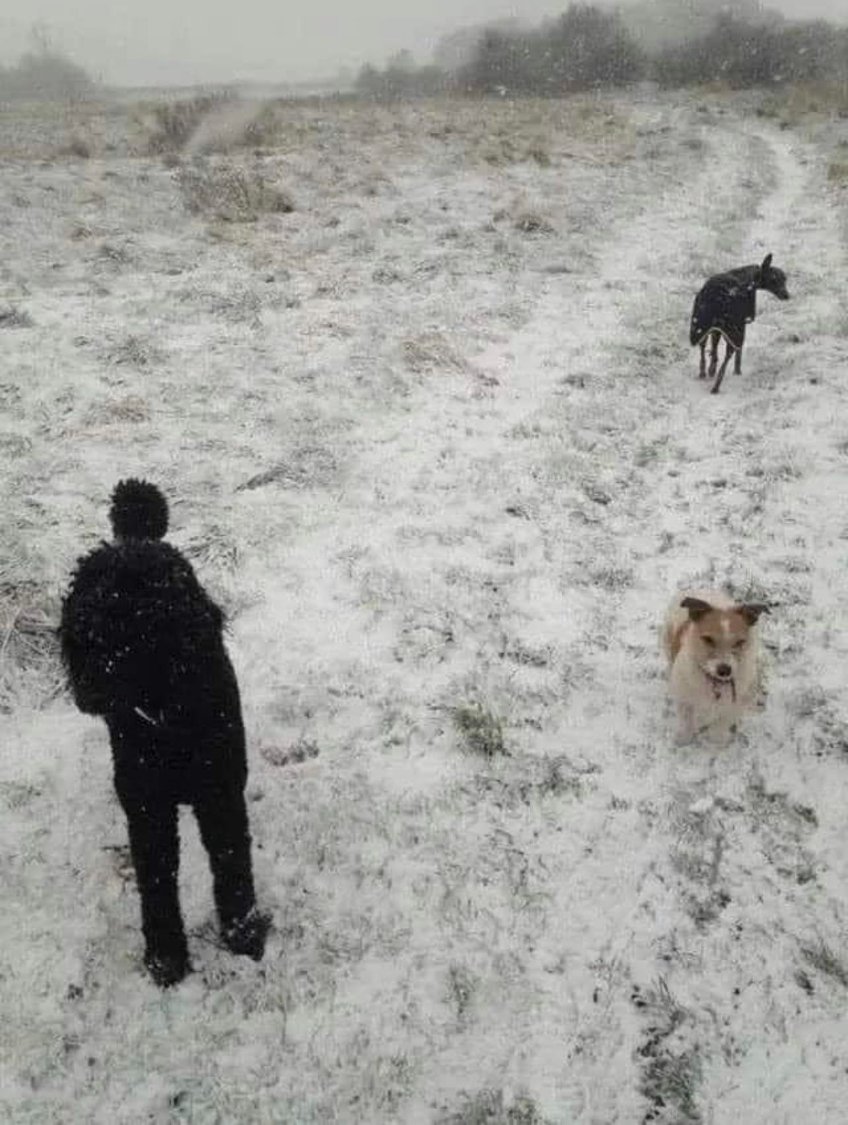 Solve Confusing perspective #85 - There are three dogs jigsaw puzzle ...