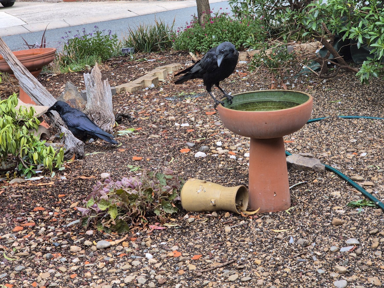 Solve Australian Raven jigsaw puzzle online with 30 pieces