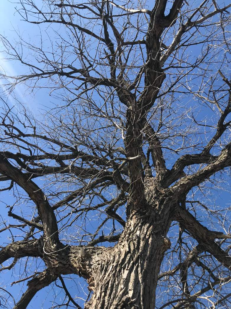 Solve Looking Up The Tree jigsaw puzzle online with 20 pieces