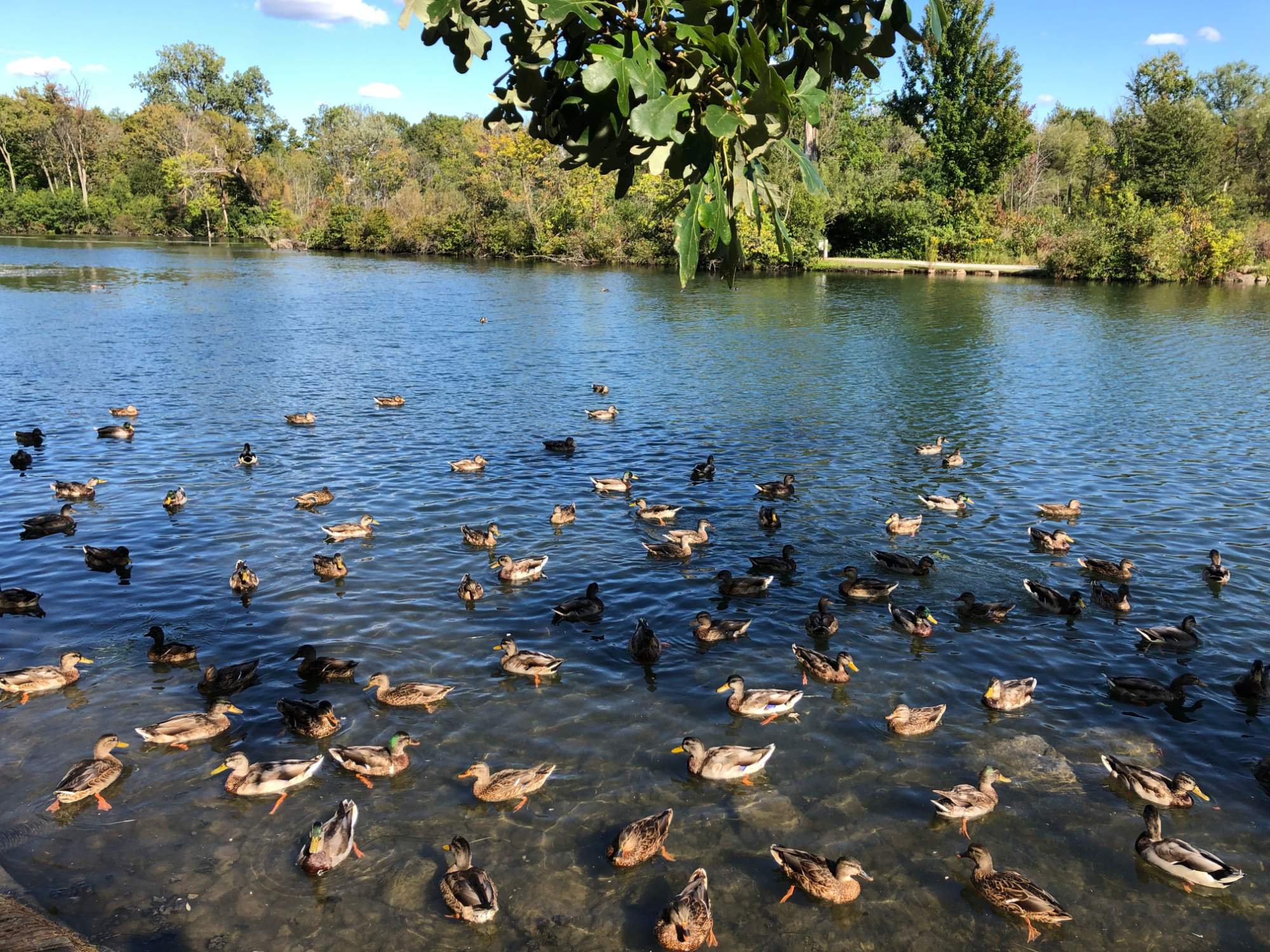 Jigsaw Puzzle | ducks | 391 pieces | Jigidi