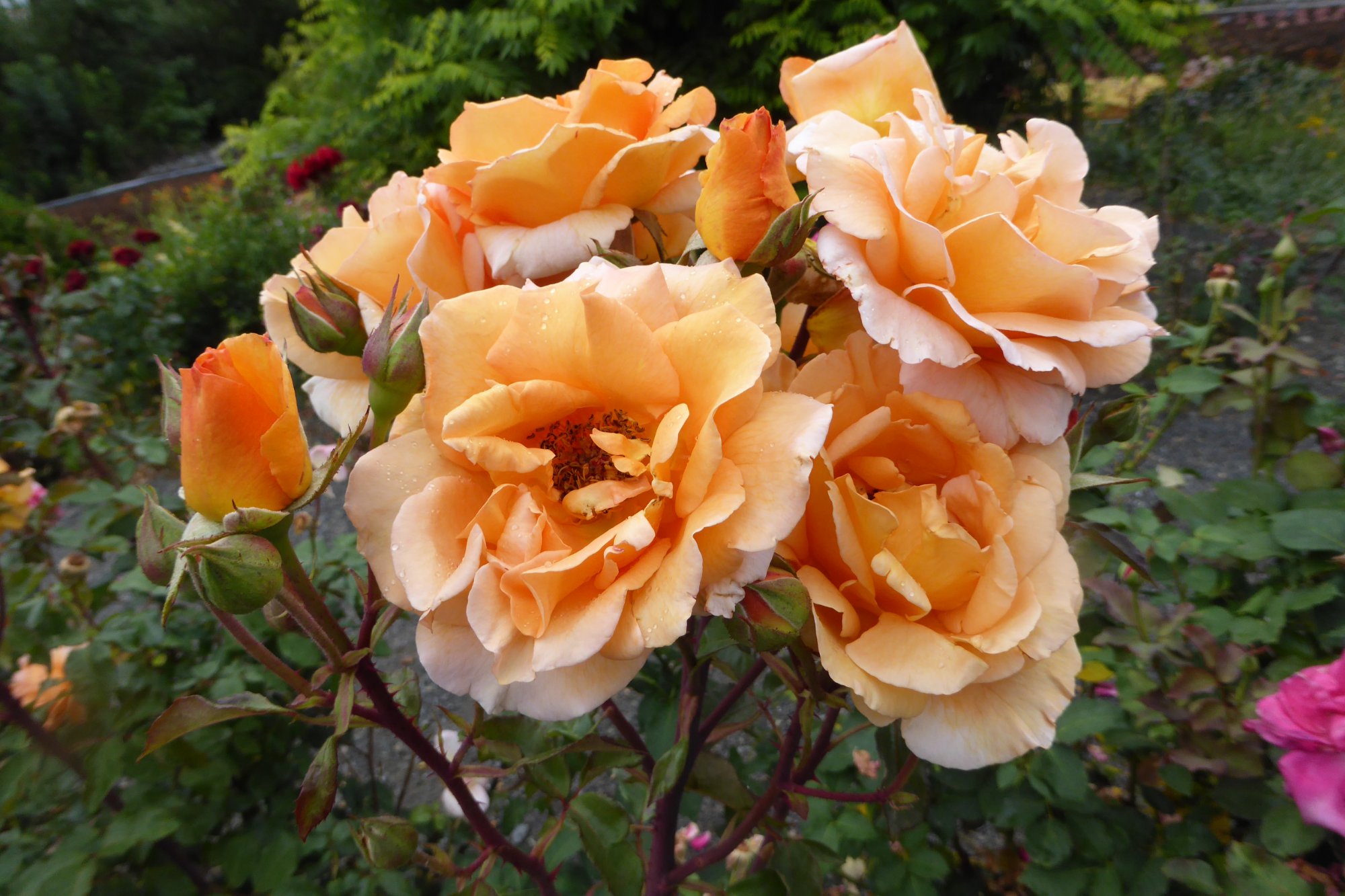 Solve Roses jigsaw puzzle online with 77 pieces