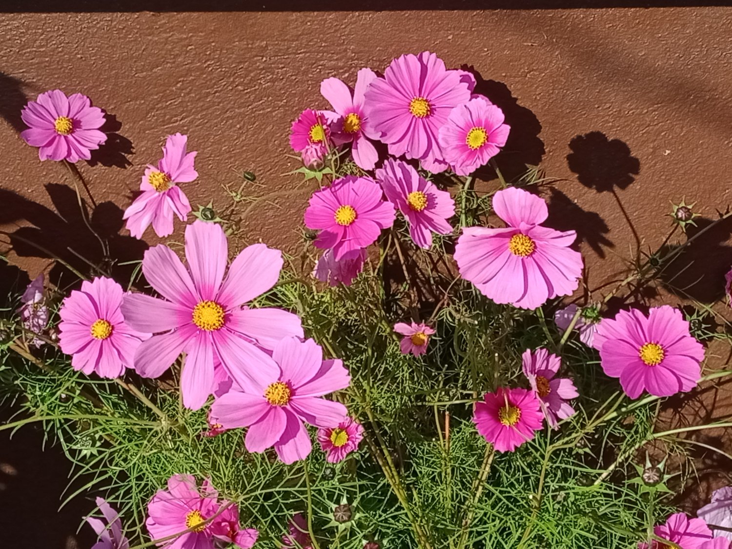 Solve Cosmos flowers jigsaw puzzle online with 12 pieces