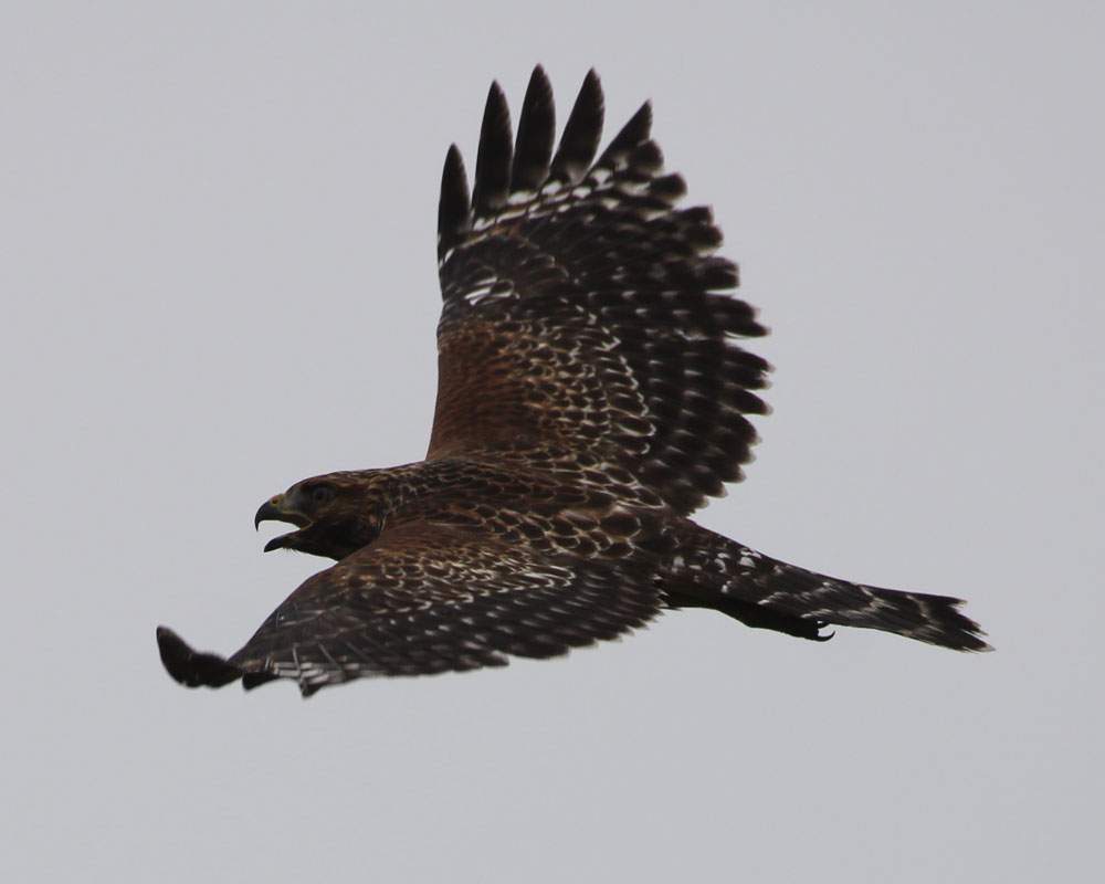 Solve Red-shouldered Hawk against a gray sky, Lagoon Trail, Del Mar ...