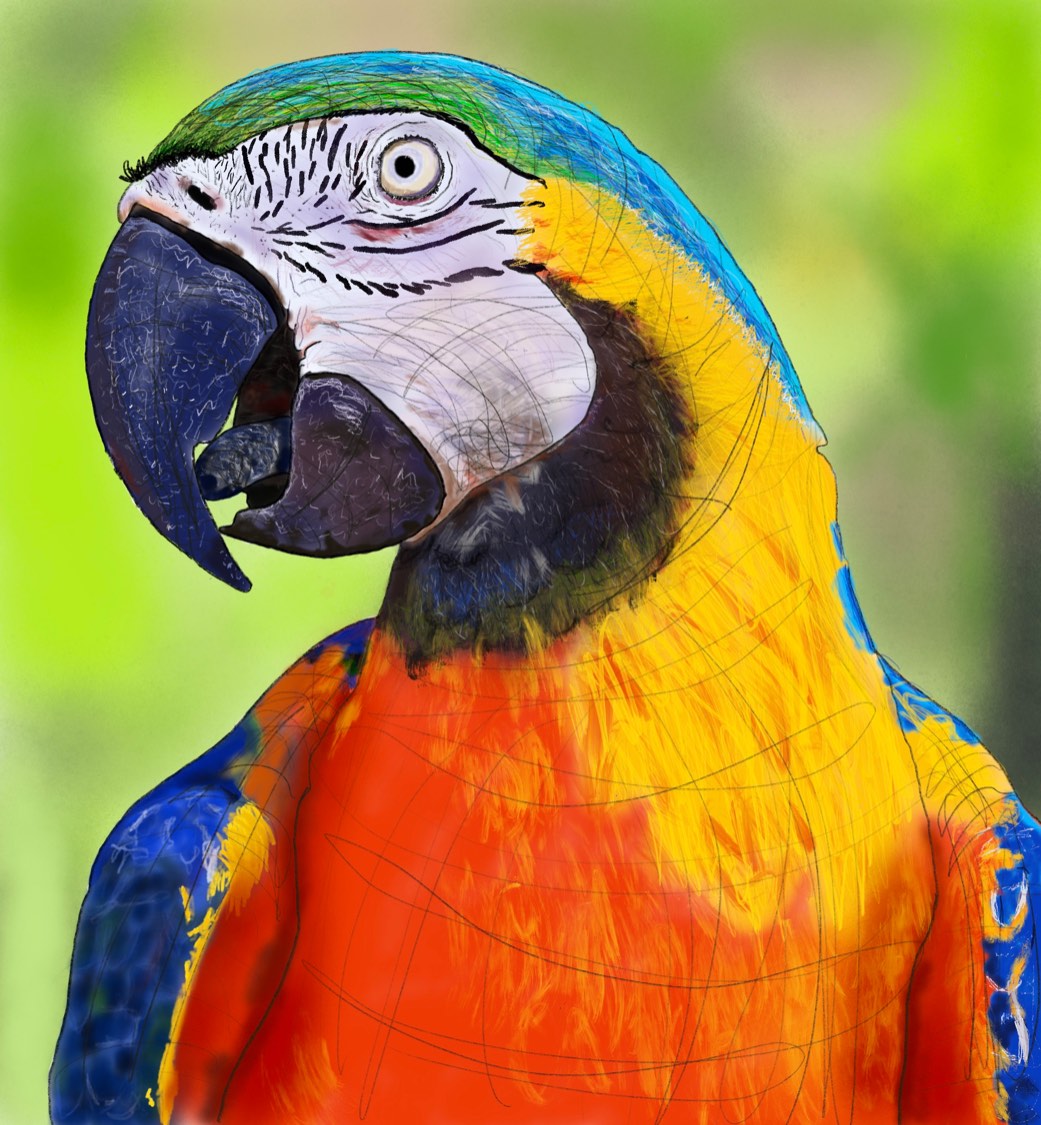 Solve Macaw draw jigsaw puzzle online with 72 pieces