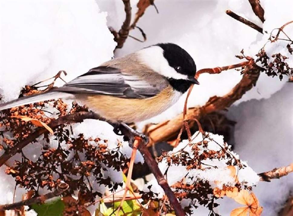 Solve "Black-capped Chickadee" jigsaw puzzle online with 70 pieces