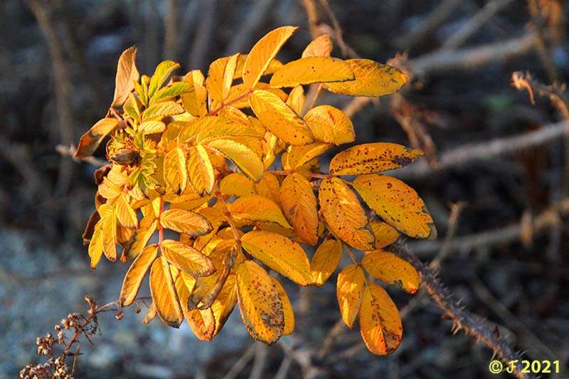 Solve Autumn Rosa Rugosa leaves jigsaw puzzle online with 35 pieces