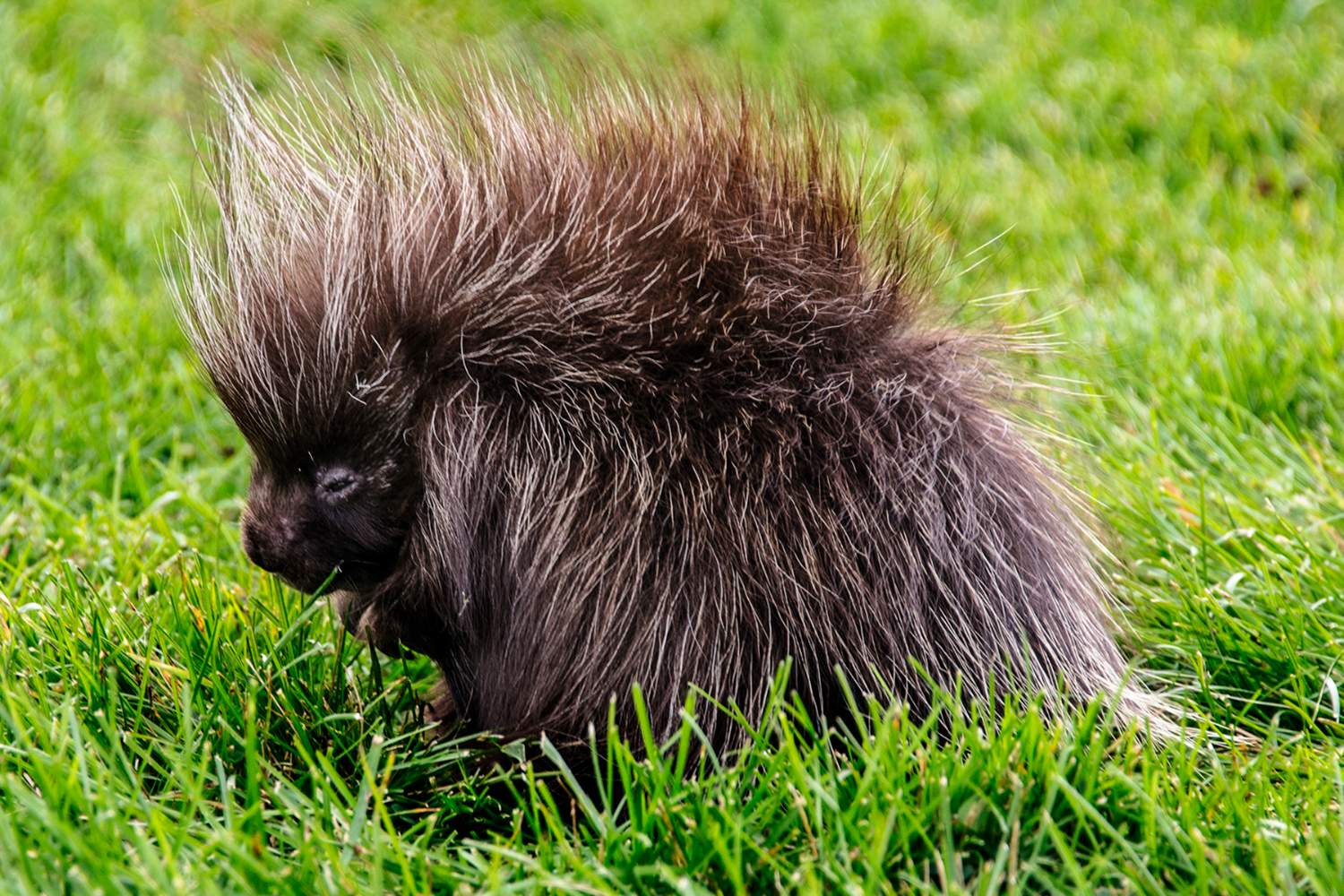 Solve Porcupine jigsaw puzzle online with 77 pieces