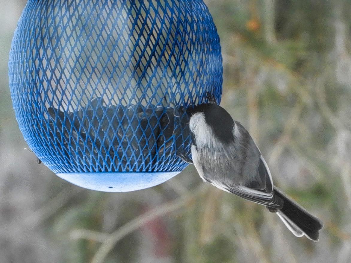 Solve Chickadee jigsaw puzzle online with 20 pieces