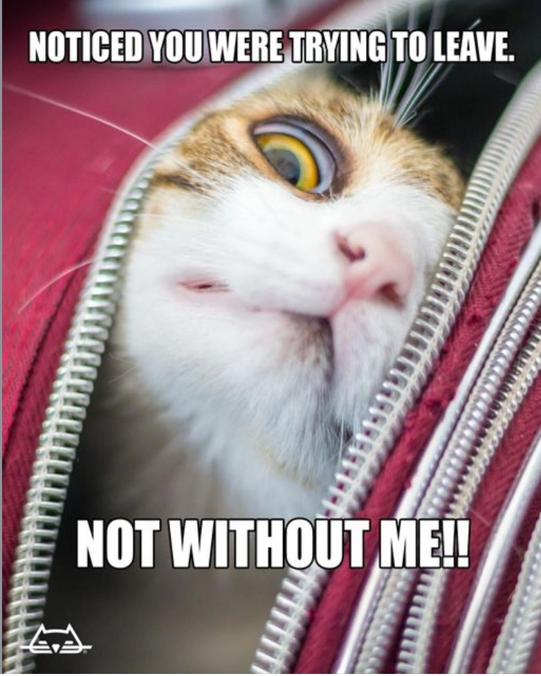 Solve Not Without Me ~ Cat jigsaw puzzle online with 63 pieces