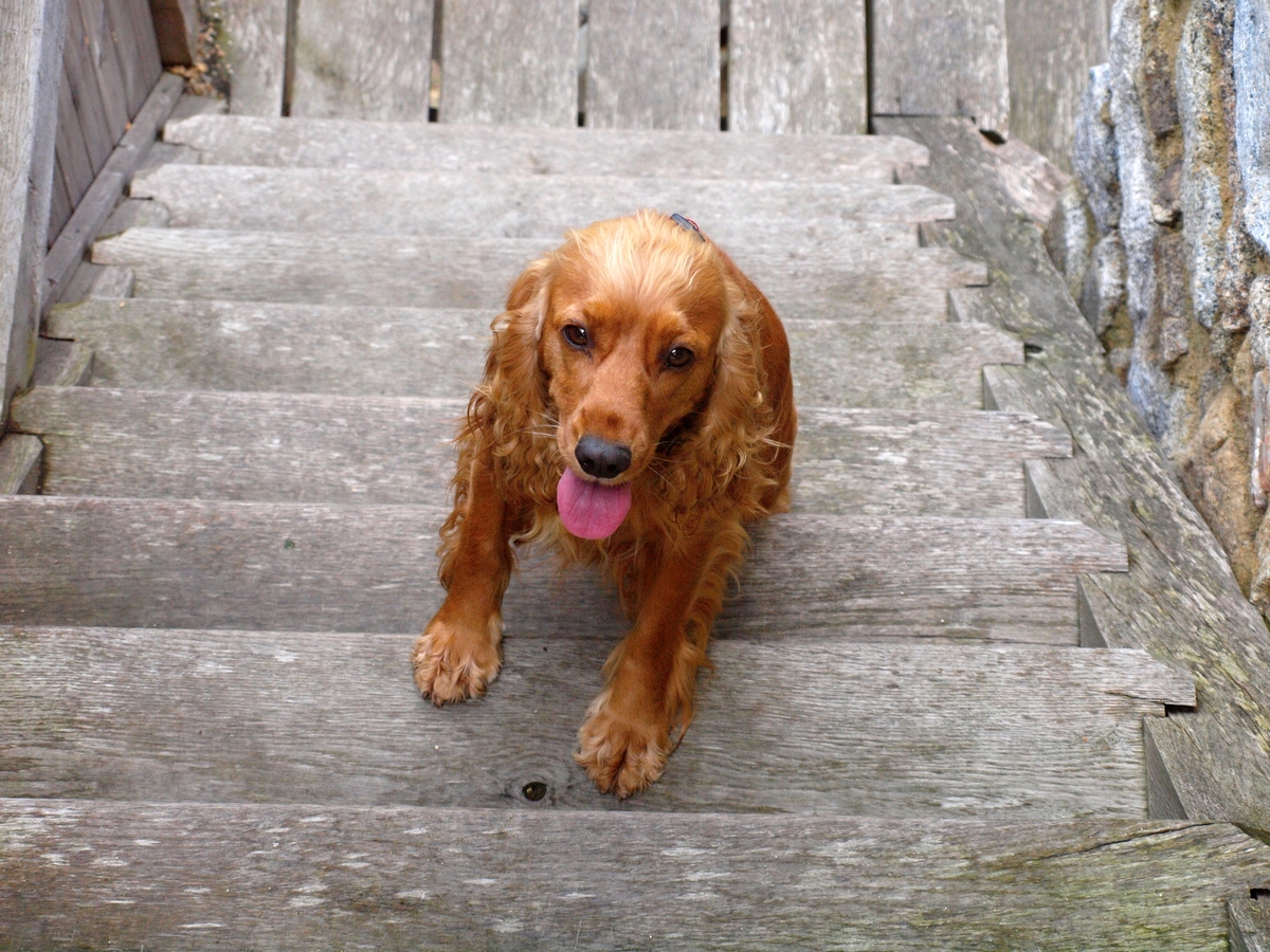 Solve To je schodů... / So many stairs... jigsaw puzzle online with 63 ...