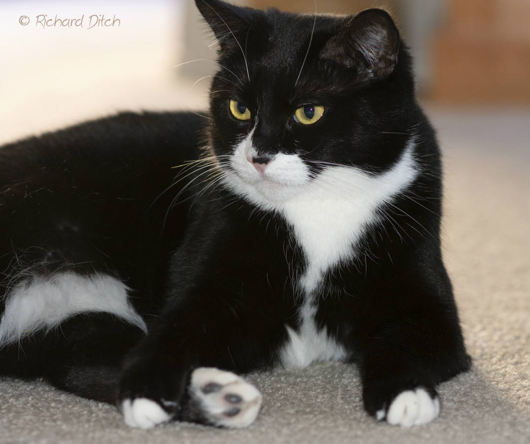 Solve Molly - I'm not budging jigsaw puzzle online with 99 pieces