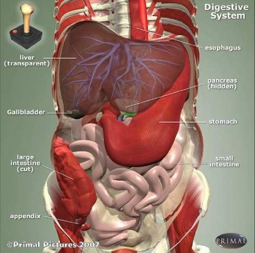 Solve The Digestive System jigsaw puzzle online with 36 pieces