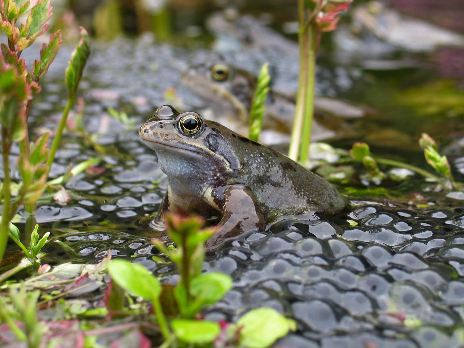 Solve Common Frog jigsaw puzzle online with 63 pieces