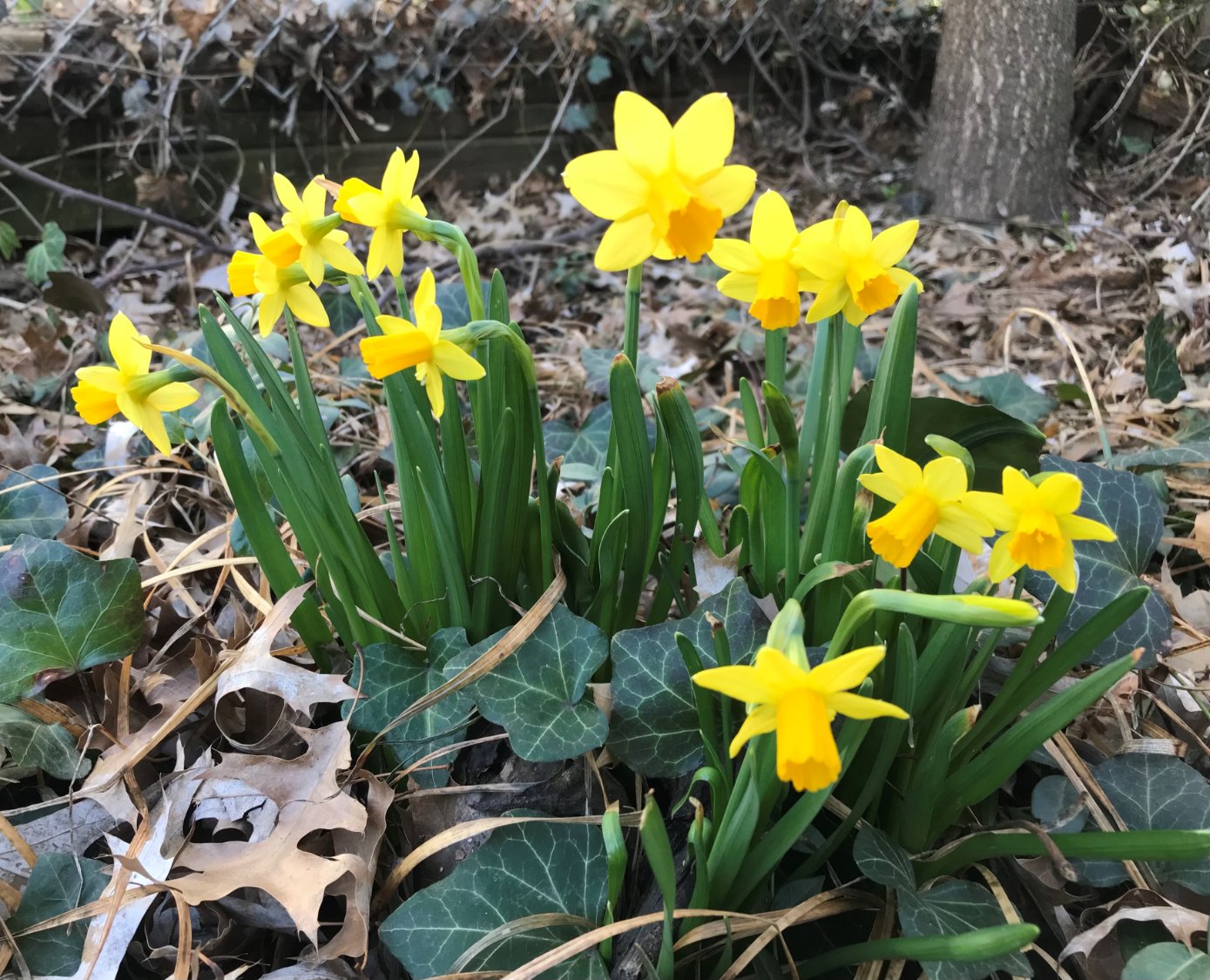 Solve Mini Daffies jigsaw puzzle online with 20 pieces