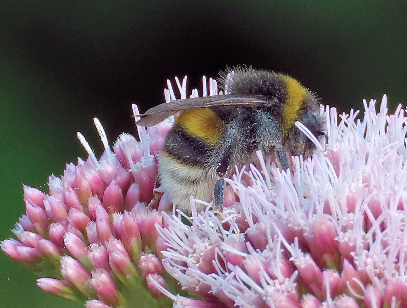 Solve covered in pollen jigsaw puzzle online with 63 pieces