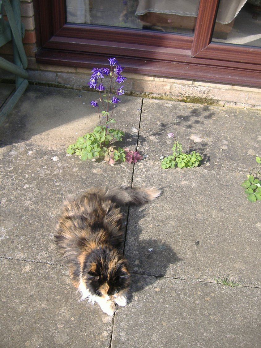 Solve Animals - Pets - Cat - Tasha (12 - 357 Pieces) jigsaw puzzle ...