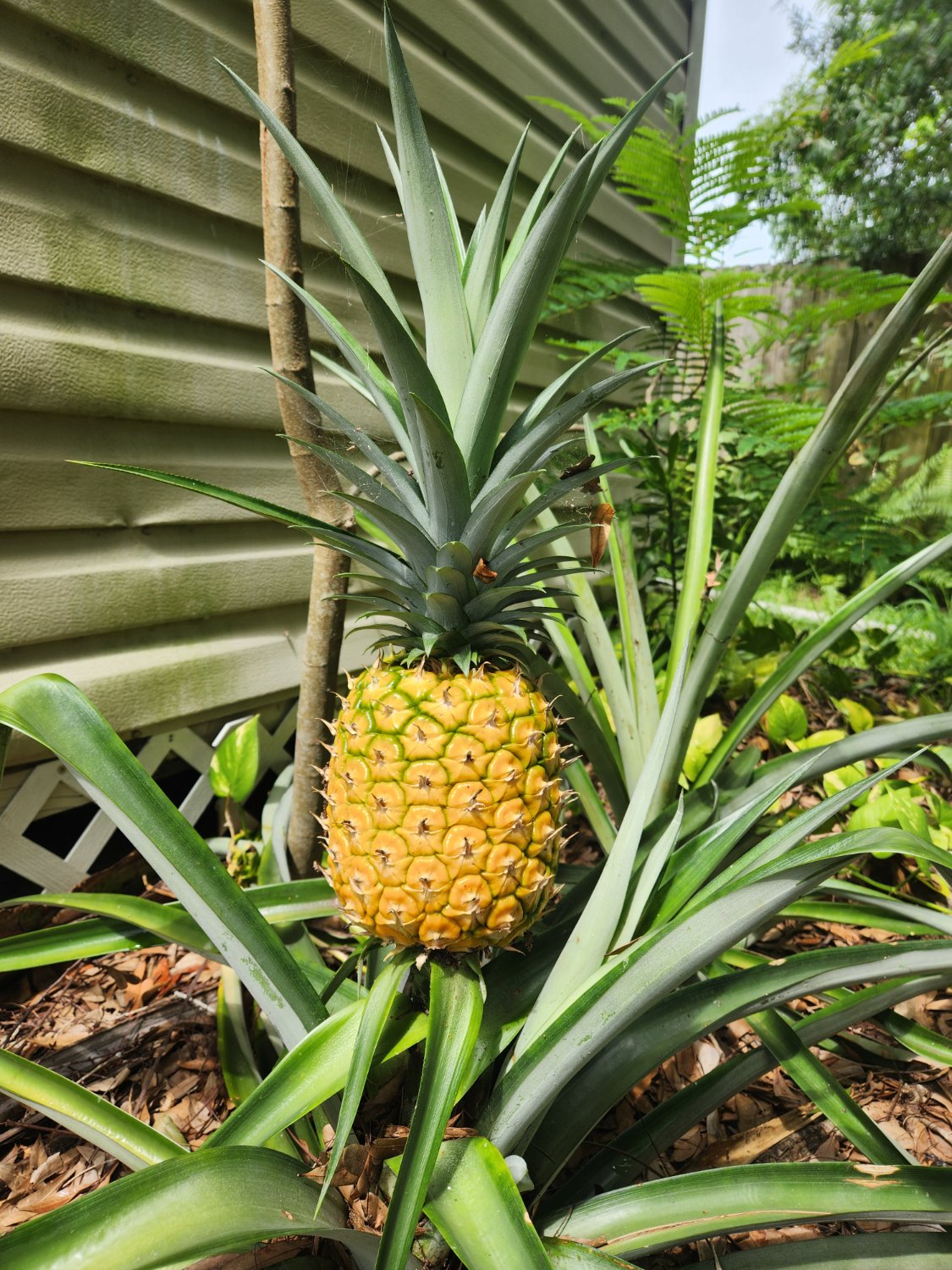 Jigsaw Puzzle | 108 pieces | pineapple | Jigidi