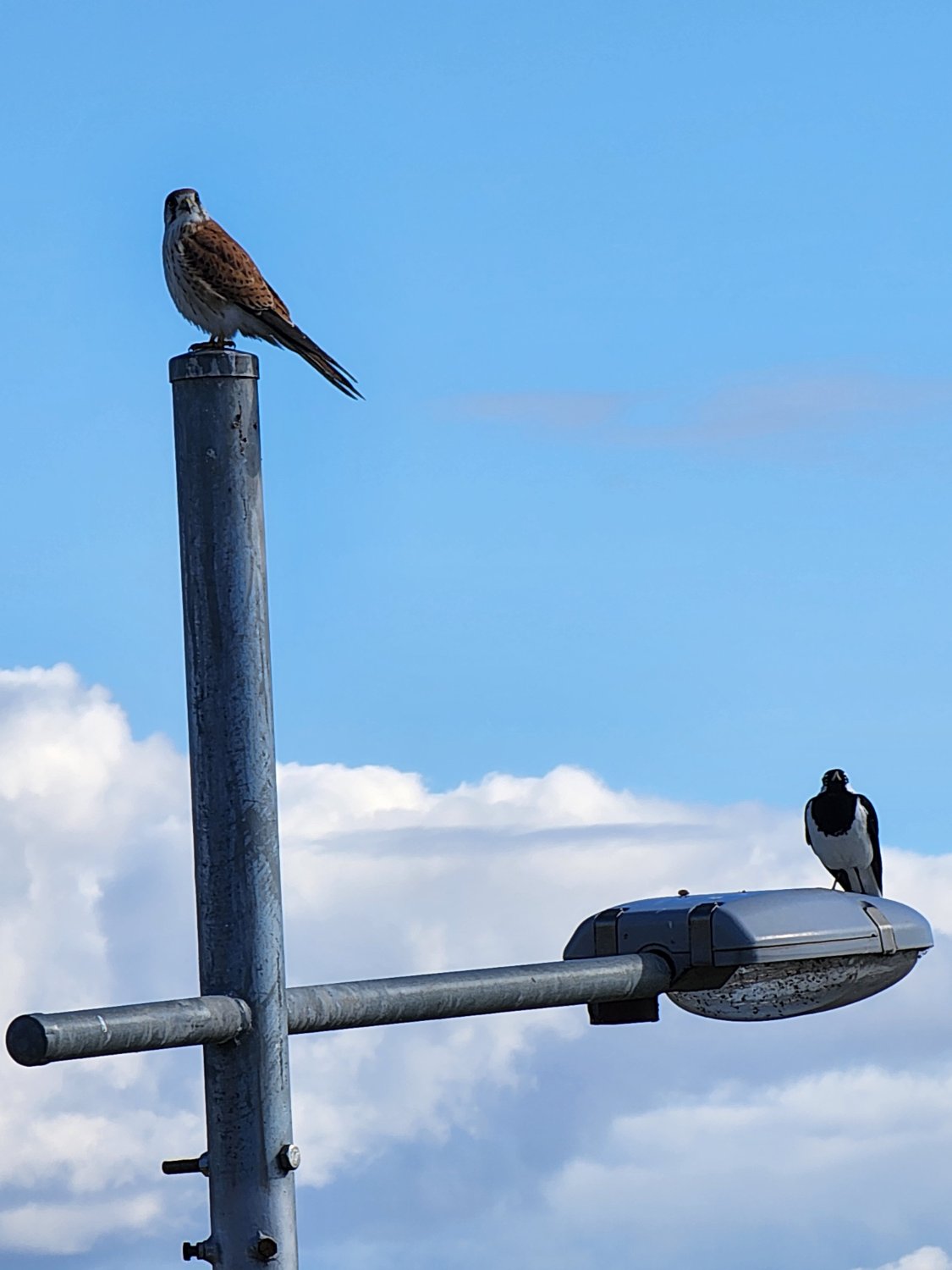 Solve Bird of prey, the Nankeen kestrel, pushes the top magpie off its ...