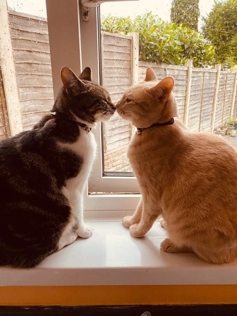 Solve Popcorn & Pepper jigsaw puzzle online with 108 pieces