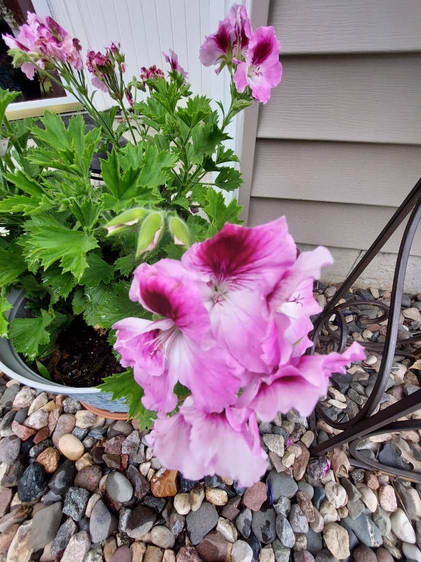 Solve Geranium closeup jigsaw puzzle online with 12 pieces