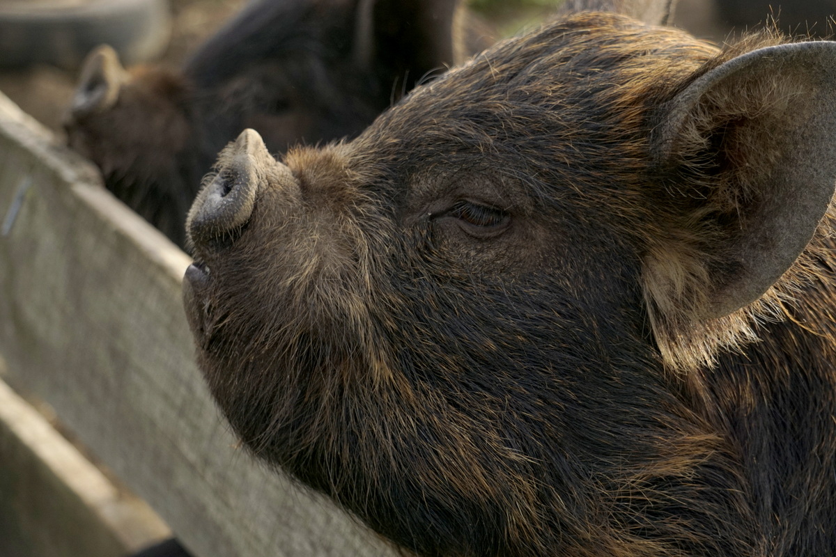 Puzzle | 54 pièces | Betty, the Kunekune Pig | Jigidi