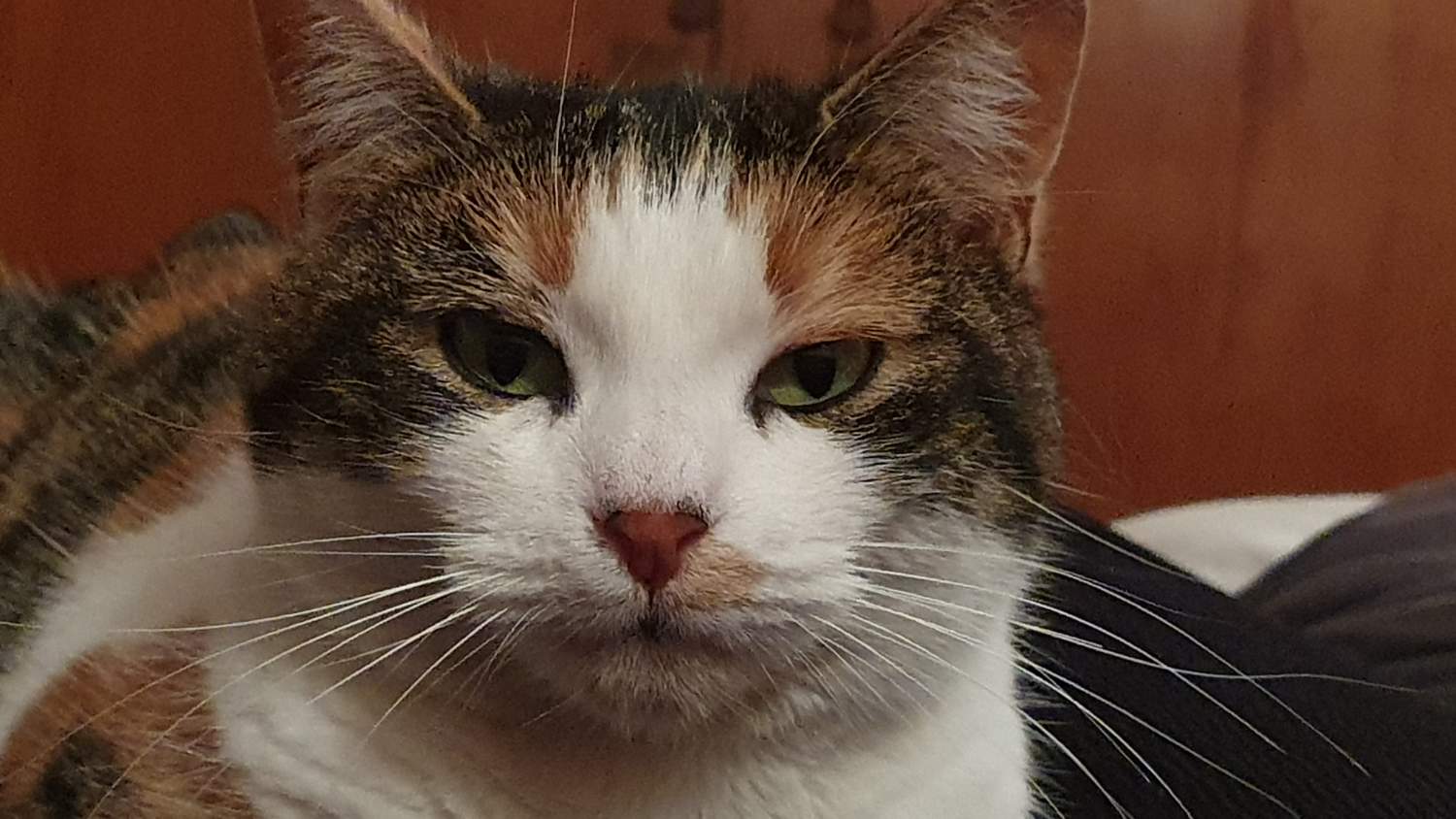 Solve Freya jigsaw puzzle online with 84 pieces