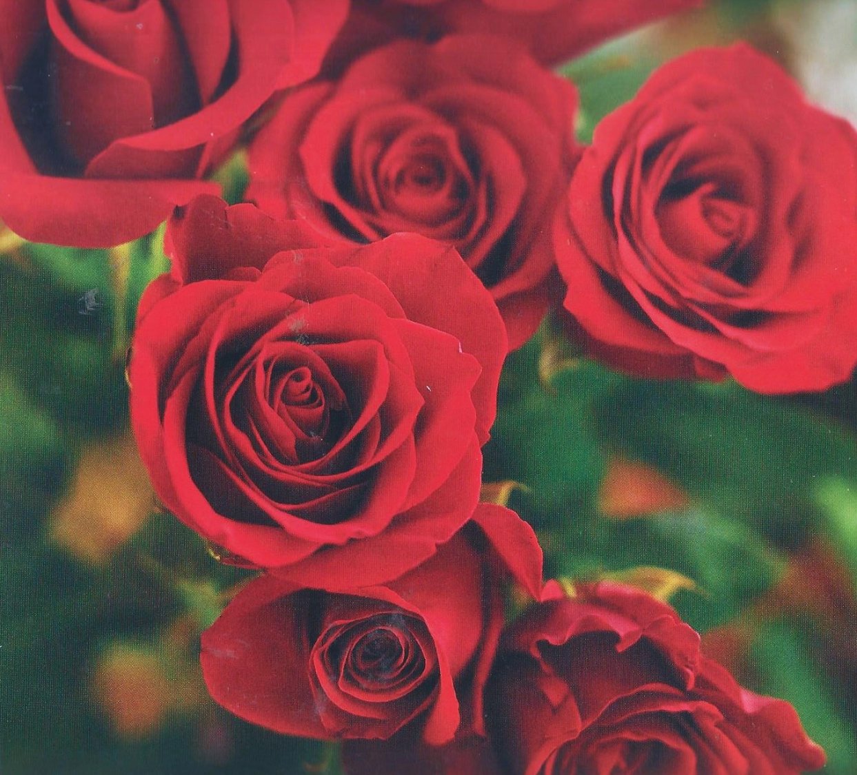 Solve February Page 2025 Flowers Calendar jigsaw puzzle online with 16 ...