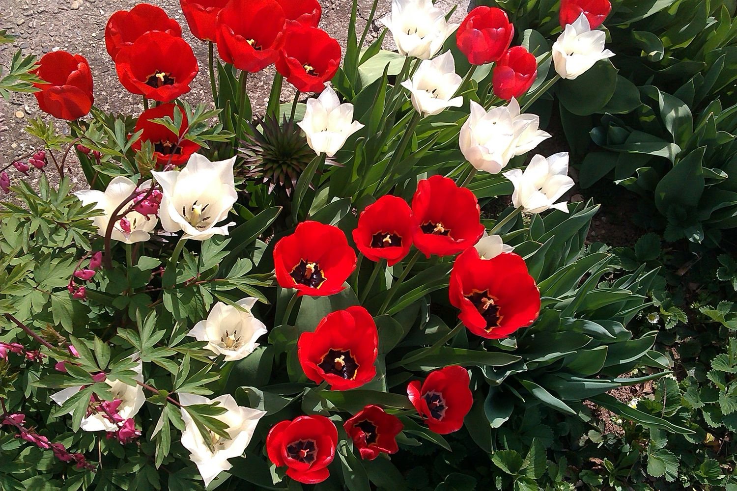 Solve Tulips - Tulipány jigsaw puzzle online with 150 pieces