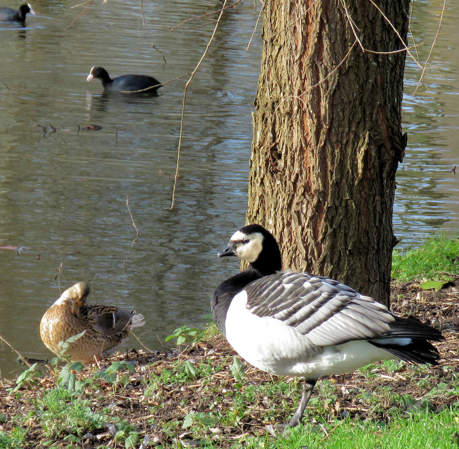 Solve coots, female mallard, and barnacle goose jigsaw puzzle online ...