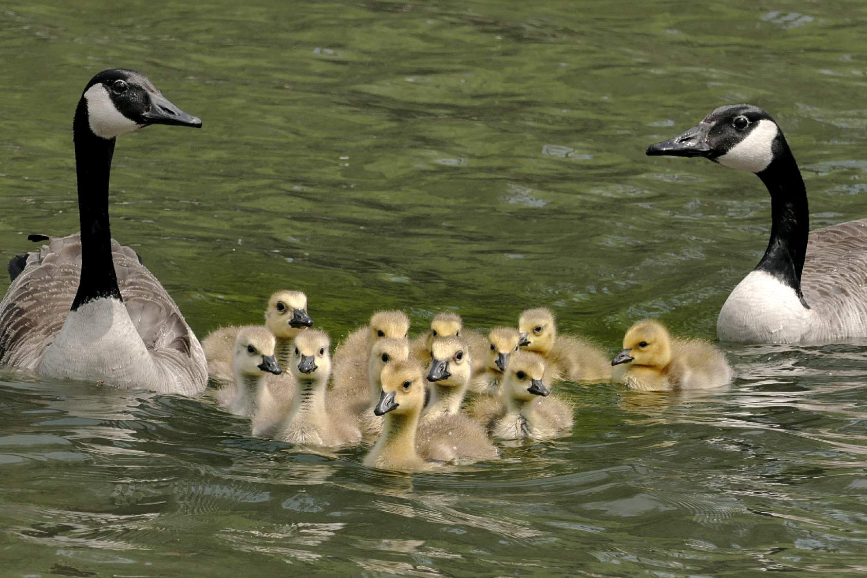 Jigsaw Puzzle | goose family | 126 pieces | Jigidi