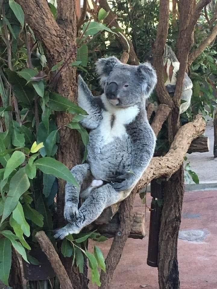 Solve Koala jigsaw puzzle online with 30 pieces