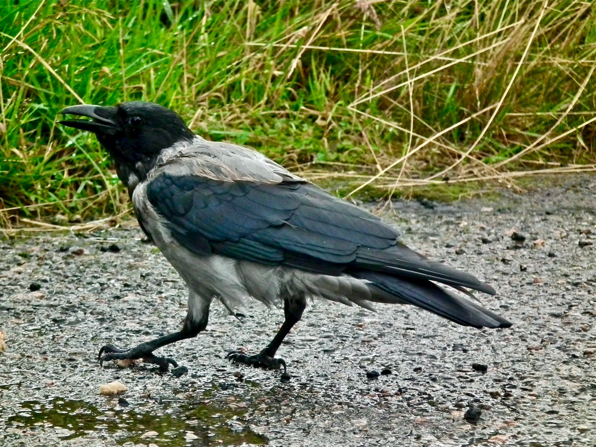 Solve Hooded Crow jigsaw puzzle online with 99 pieces