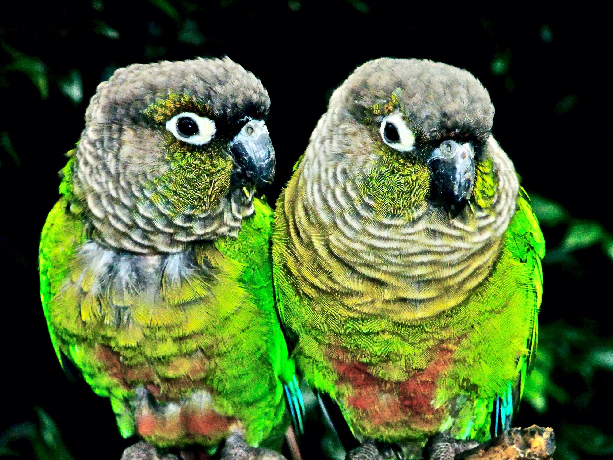 Solve Green-cheeked Conure jigsaw puzzle online with 99 pieces