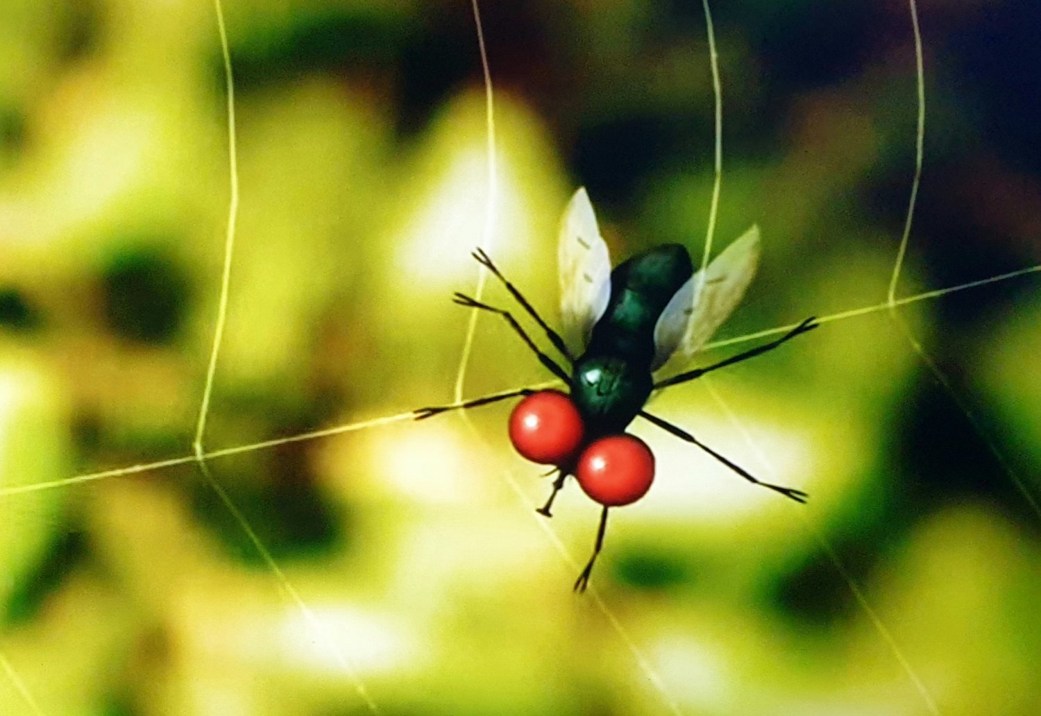 Solve A GUST OF WIND ~ 13 jigsaw puzzle online with 24 pieces