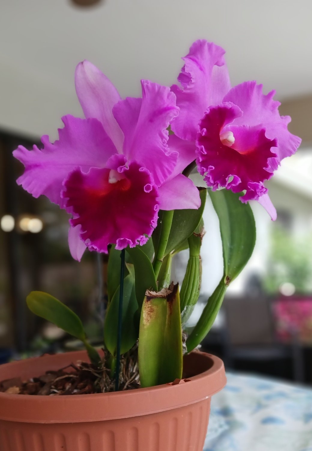 Solve Pat's Orchids 2 jigsaw puzzle online with 117 pieces