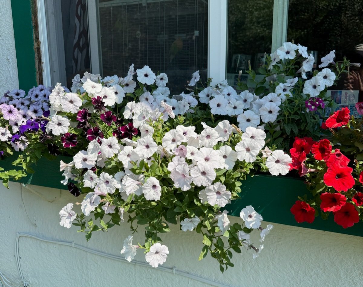 Solve WINDOW BOX PETUNIAS jigsaw puzzle online with 30 pieces