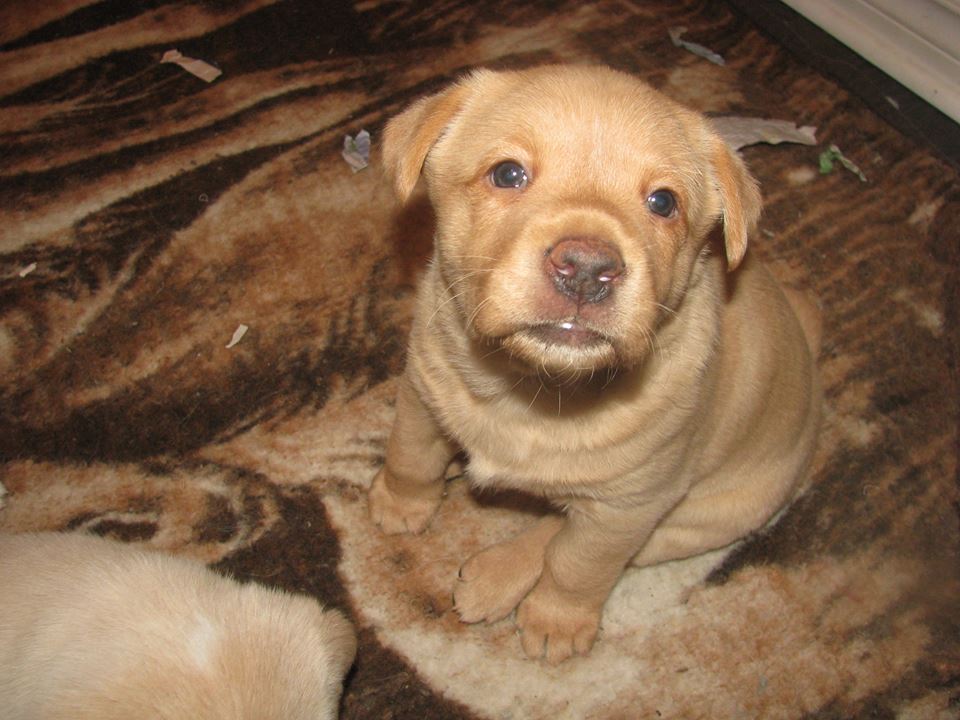 Solve confused jigsaw puzzle online with 63 pieces