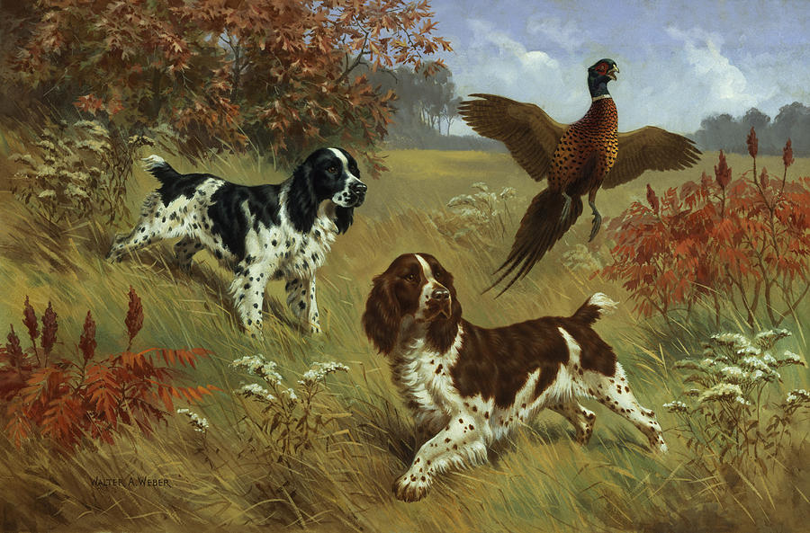 Solve energetic-english-springer-spaniels-walter-a-weber jigsaw puzzle ...