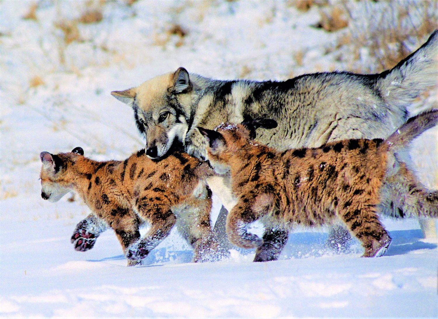 Solve Wolf Pup Plays with Mountain Lion Cubs jigsaw puzzle online with ...