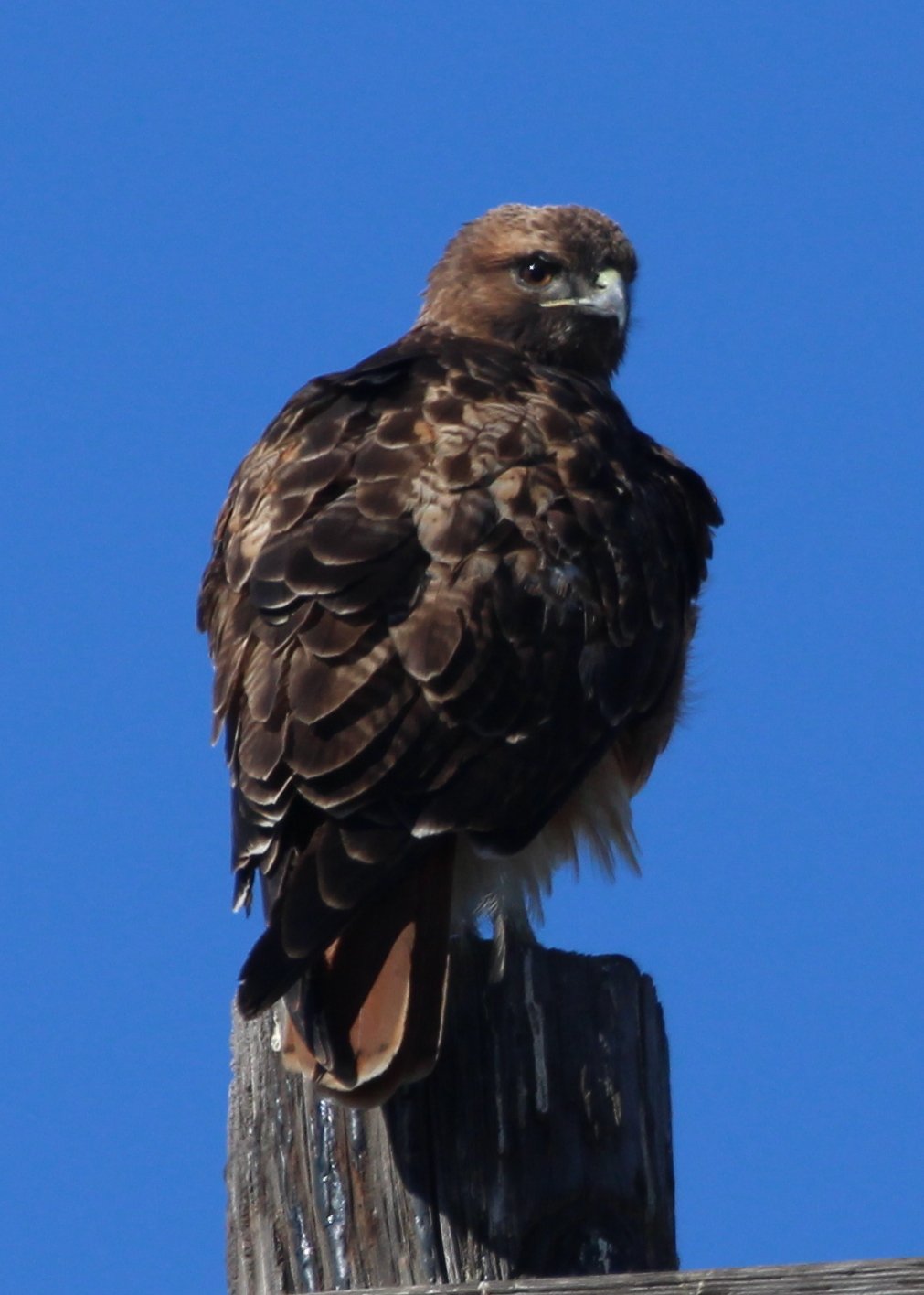 Solve Red-tailed Hawk, Public Works Building, Del Mar, California ...