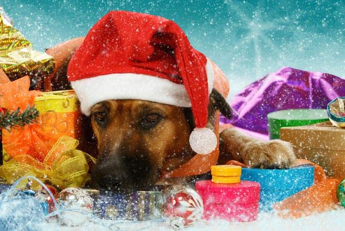 Solve Dog jigsaw puzzle online with 40 pieces