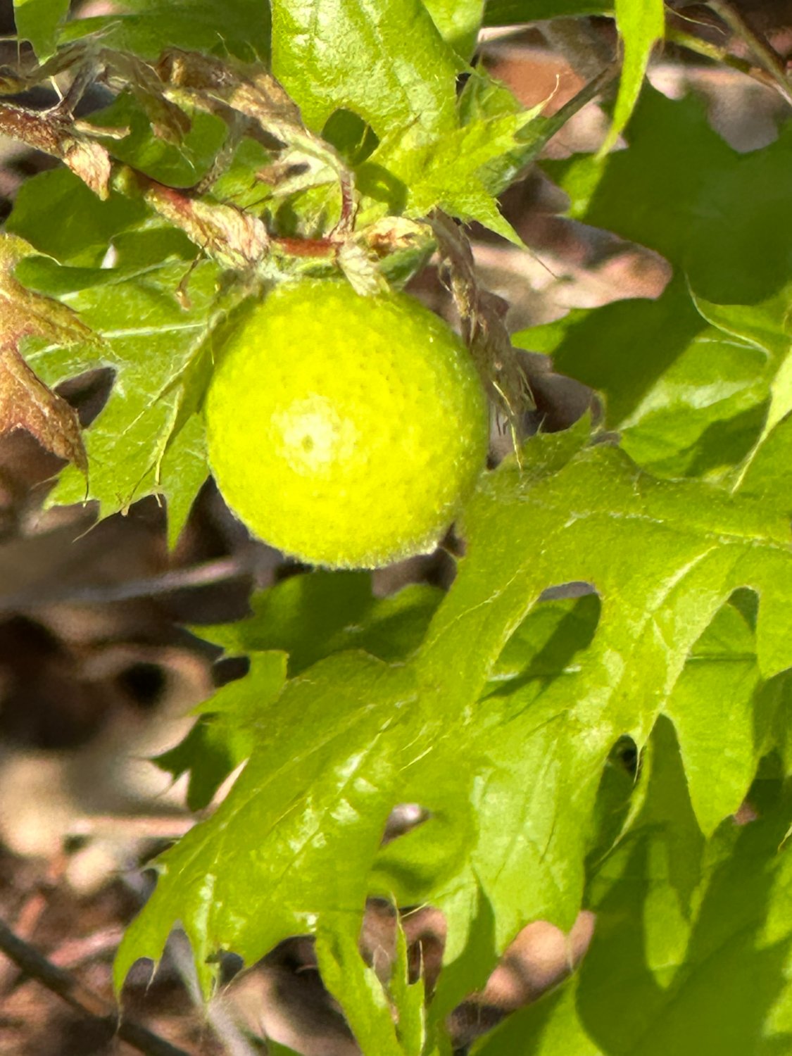 Solve Oak gall and leaves jigsaw puzzle online with 63 pieces