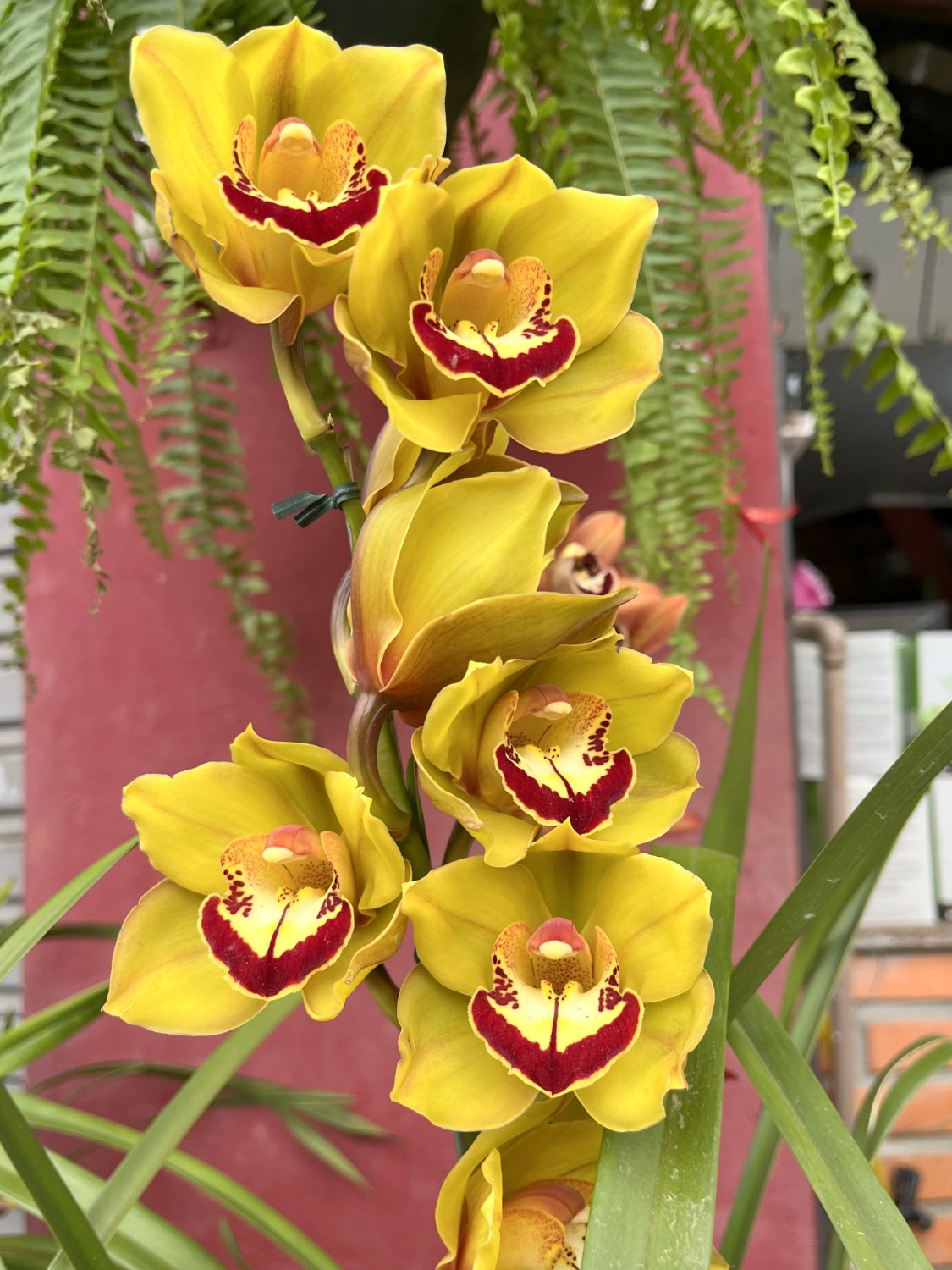 Jigsaw Puzzle | 336 pieces | Orchid | Jigidi