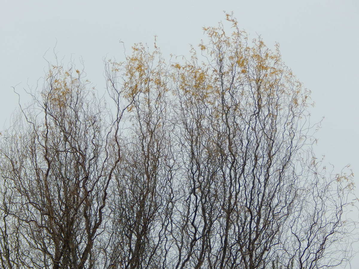 Solve Squiggly tree. jigsaw puzzle online with 80 pieces